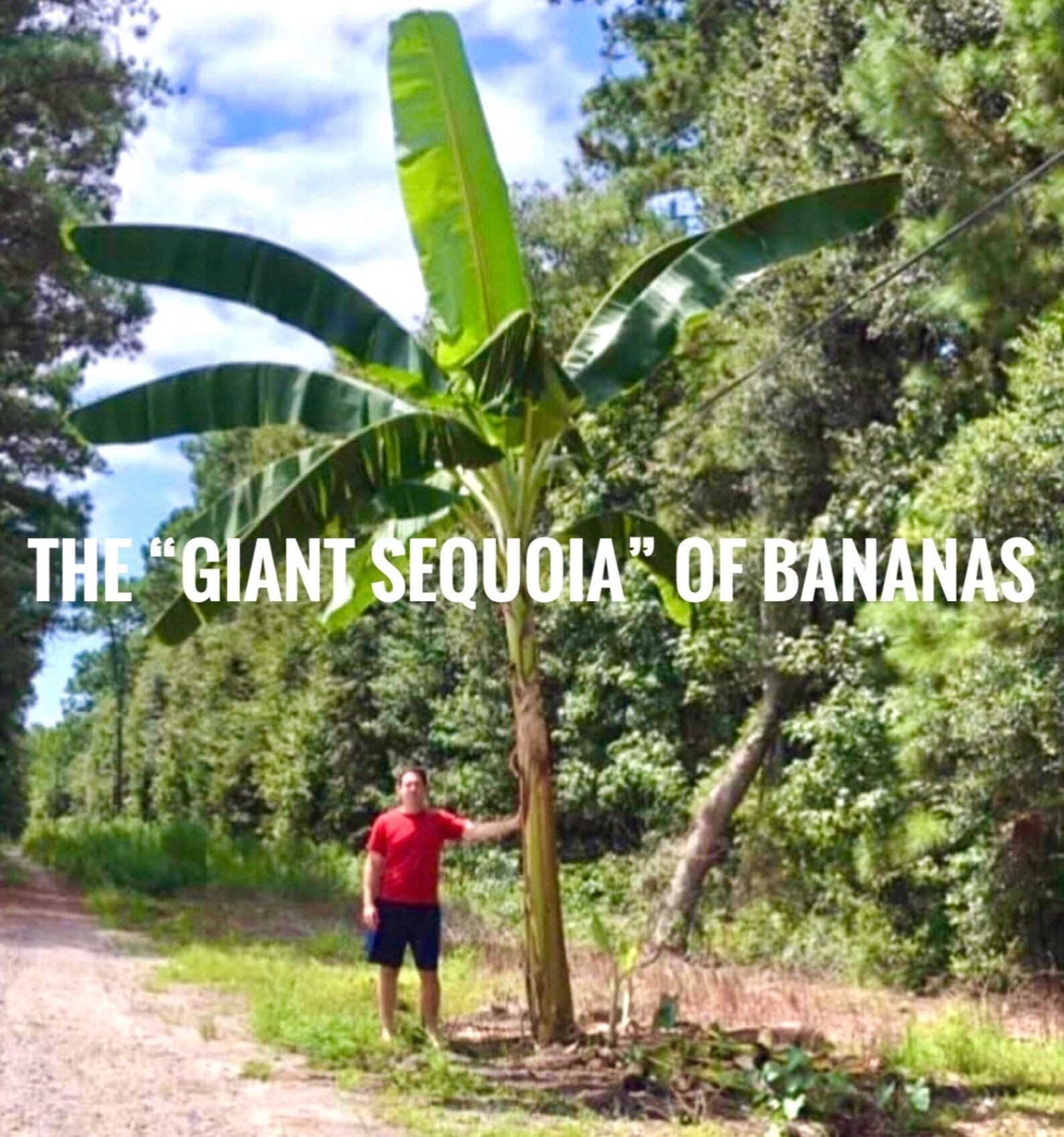 Musa Saba Banana Pup - 1-2ft - Etsy