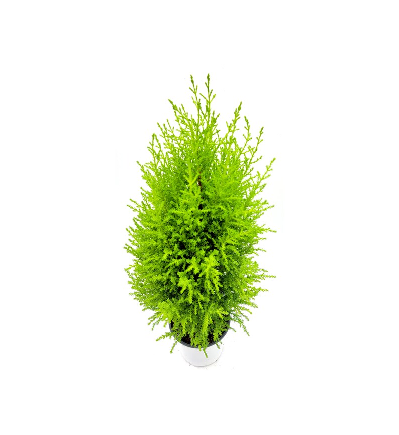 Dwarf Lemon Cypress Tree (18-PK, 4.5" Pots), Goldcrest, Event Décor - Etsy