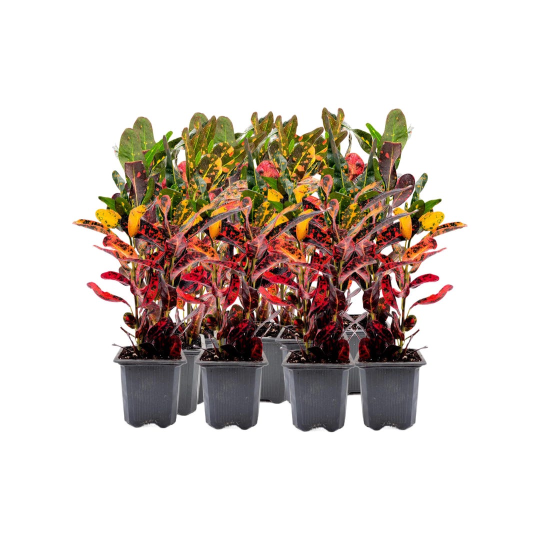 10-PK of Croton Mammy - Codiaeum Variegatum Live Plant in 3-inch Pot ...