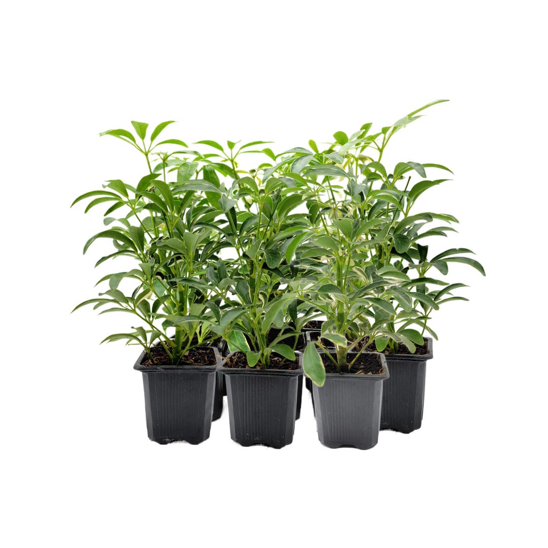 10-PK of Arboricola Moondrop - Schefflera Arboricola Live Plant in 3 ...