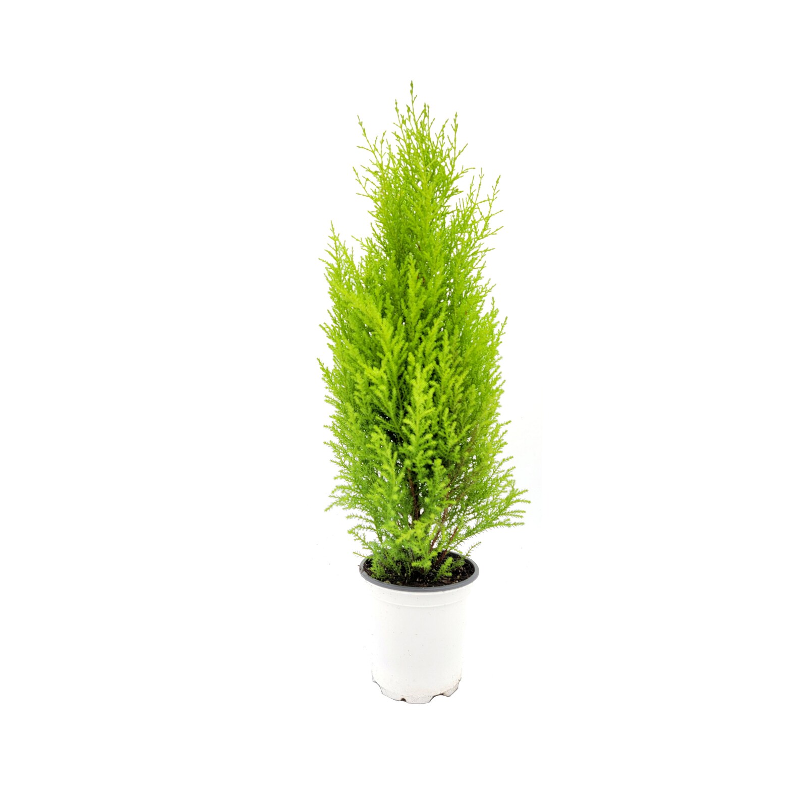 Dwarf Lemon Cypress Tree (18-PK, 4.5" Pots), Goldcrest, Event Décor - Etsy