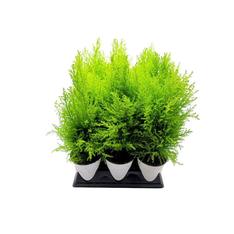 Dwarf Cypress - Etsy