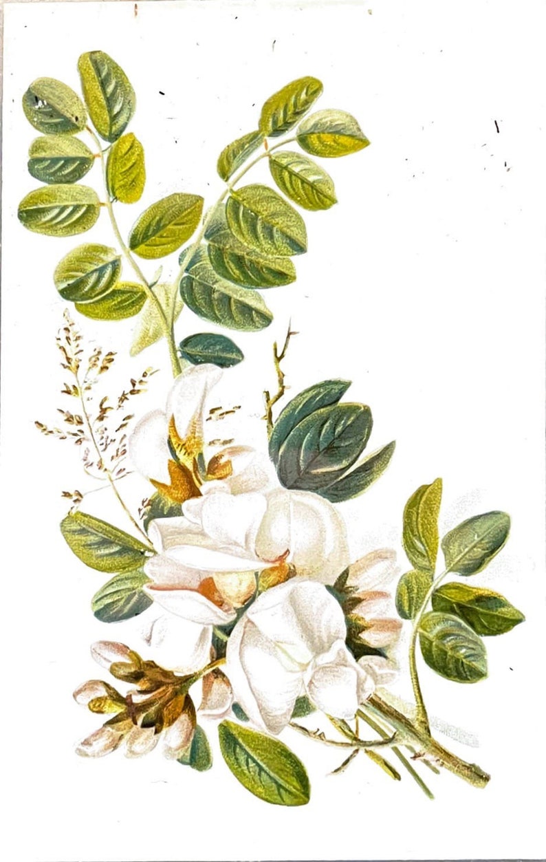 Vintage Botanical Plate - Digital File - Etsy