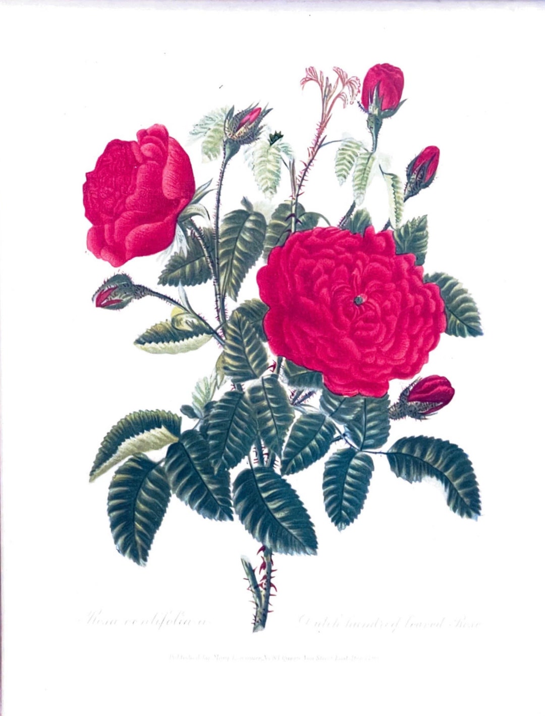 Vintage Rose Botanical Print - Digital File - Etsy