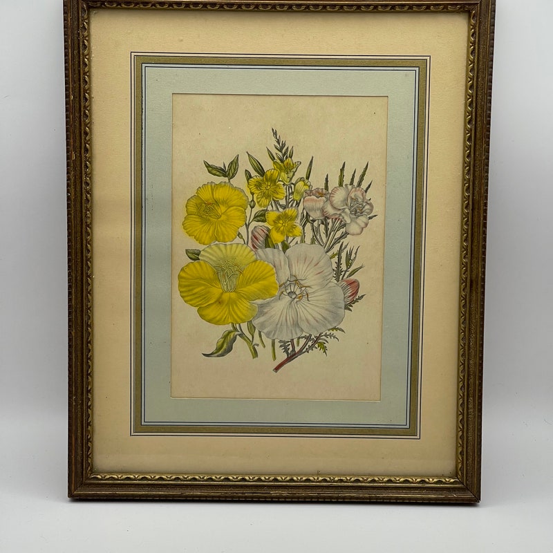 Framed Botanical Prints - Etsy