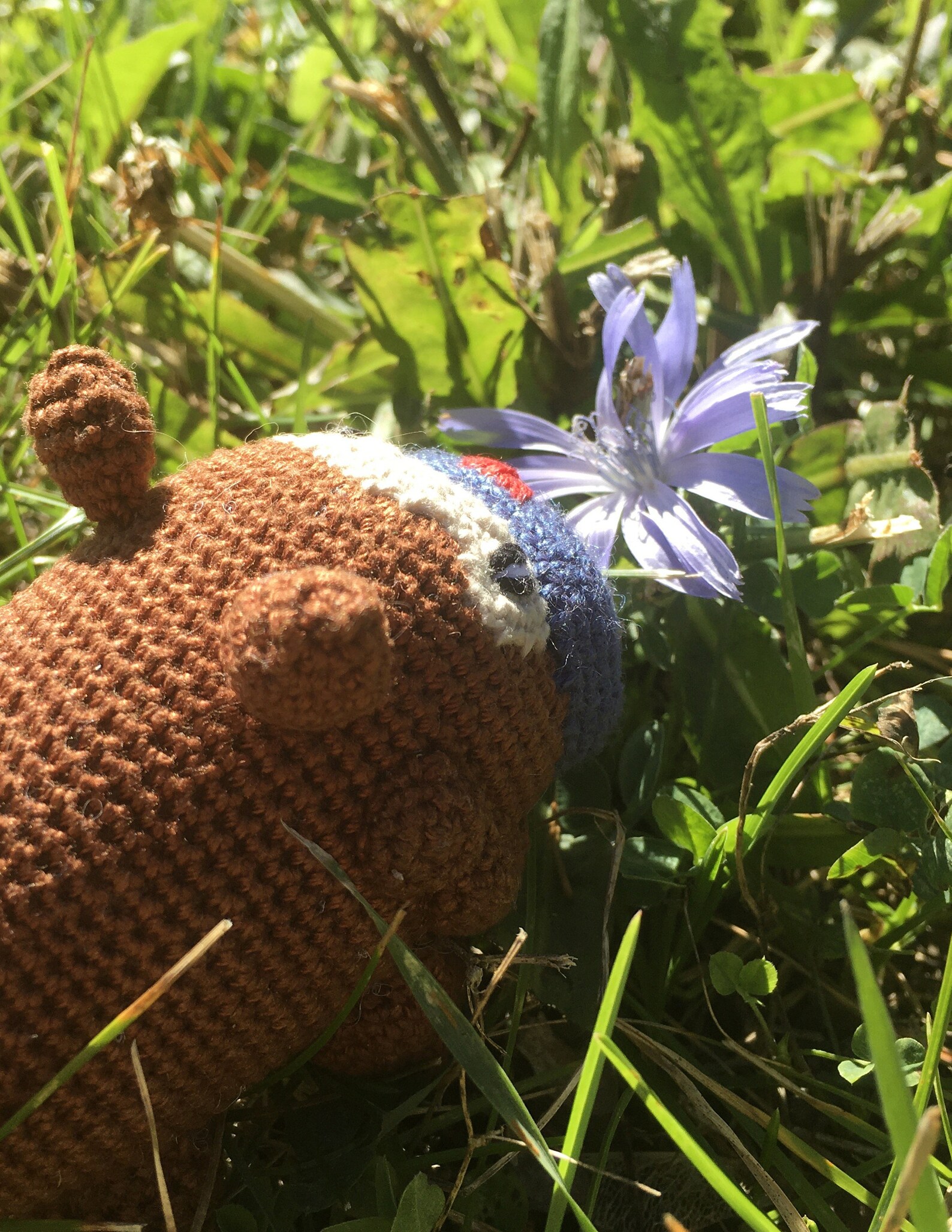 Bidoof Crochet Pattern PDF Download - Etsy Canada