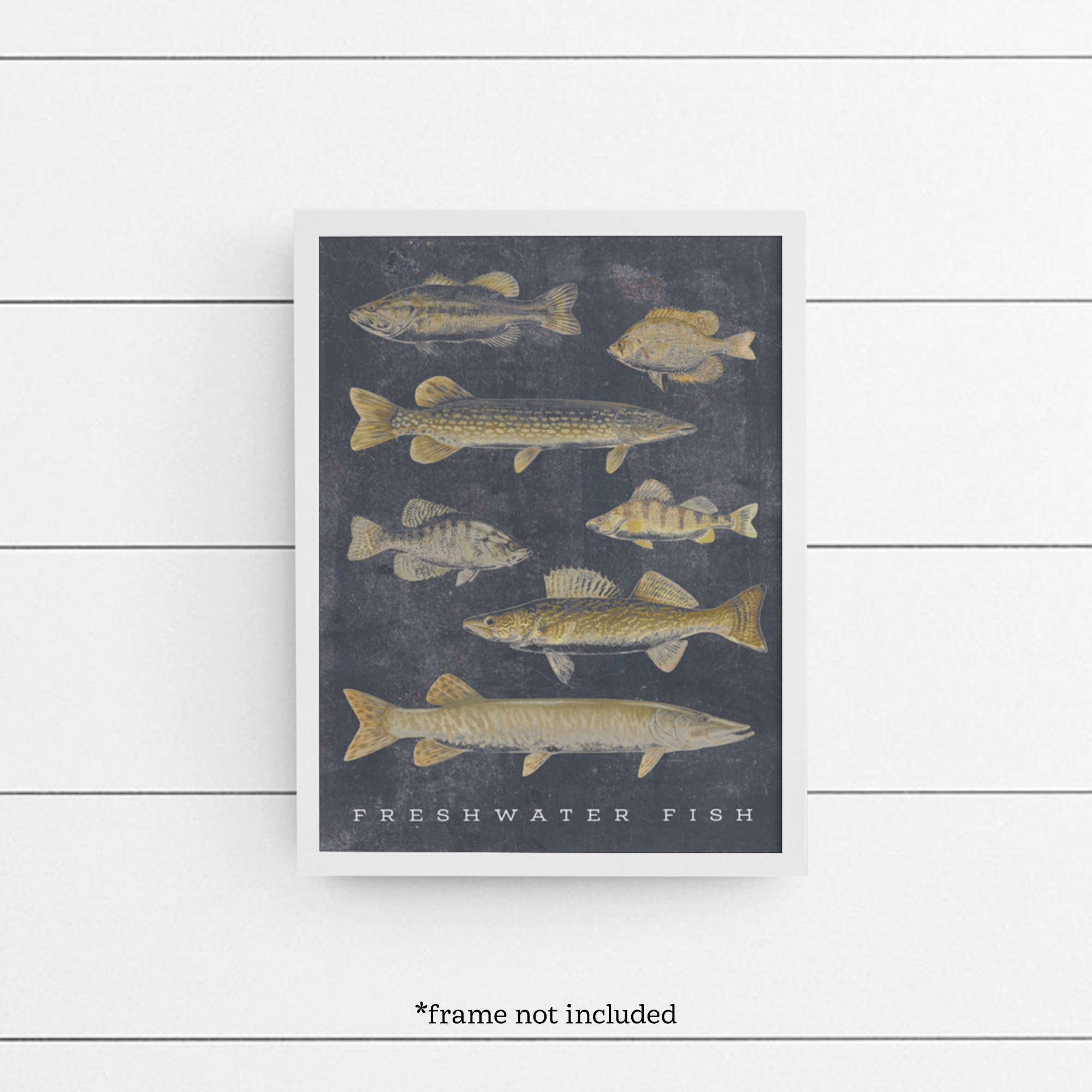 Freshwater Fish Print, Fish Species Print, Lake House Decor, Fishing ...
