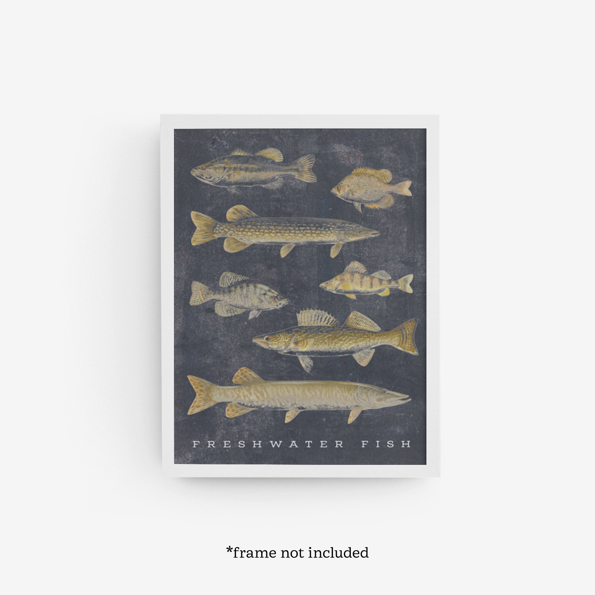 Freshwater Fish Print, Fish Species Print, Lake House Decor, Fishing ...