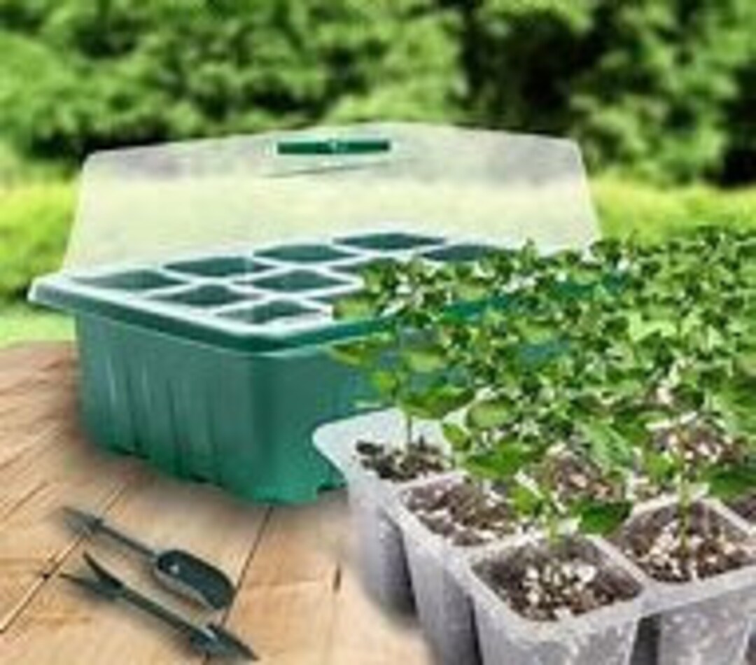 Dancing Plant, Mimosa Plant, Shy Plant, Complete Growing Kit ...