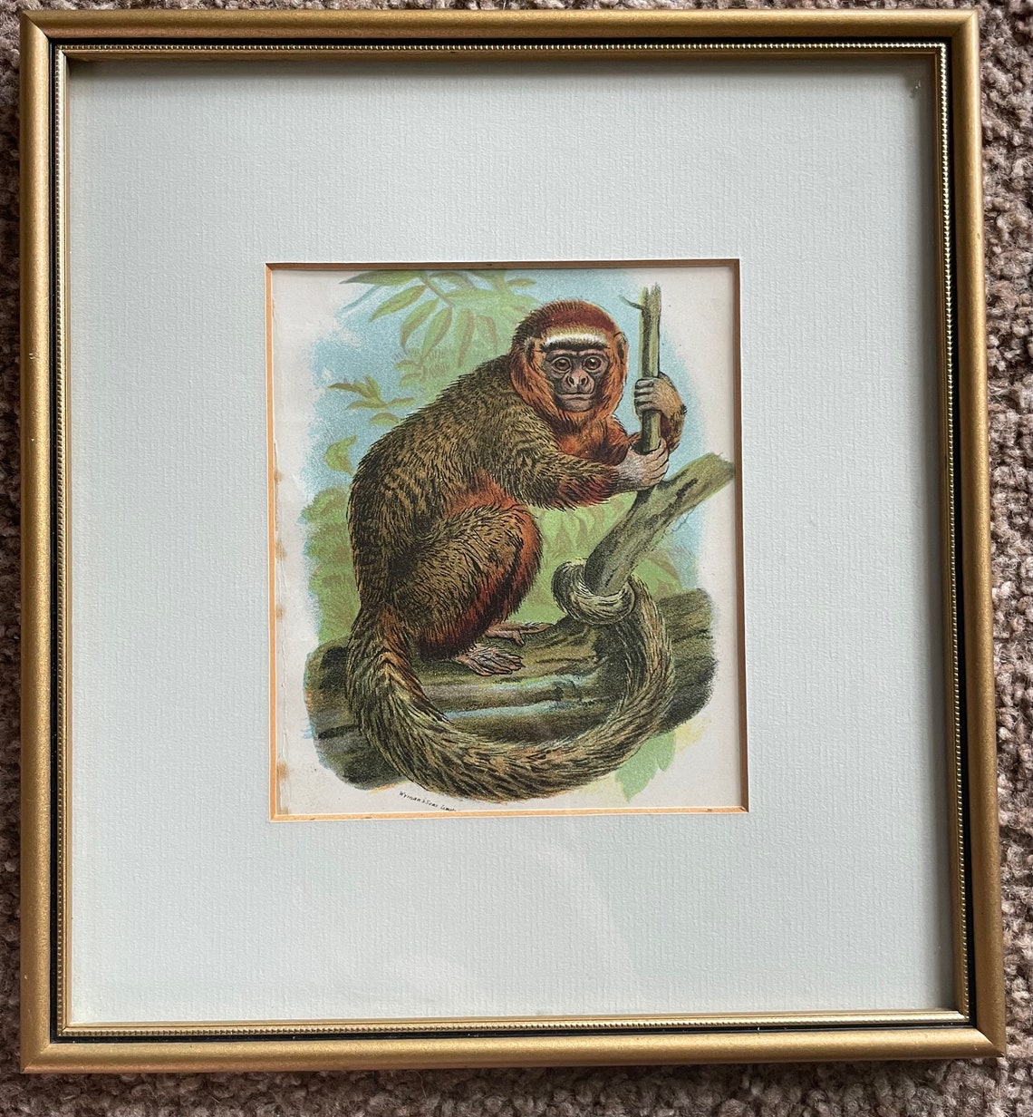 1897 Antique Monkey Print, the Red Titi Monkey, Victorian Primate ...