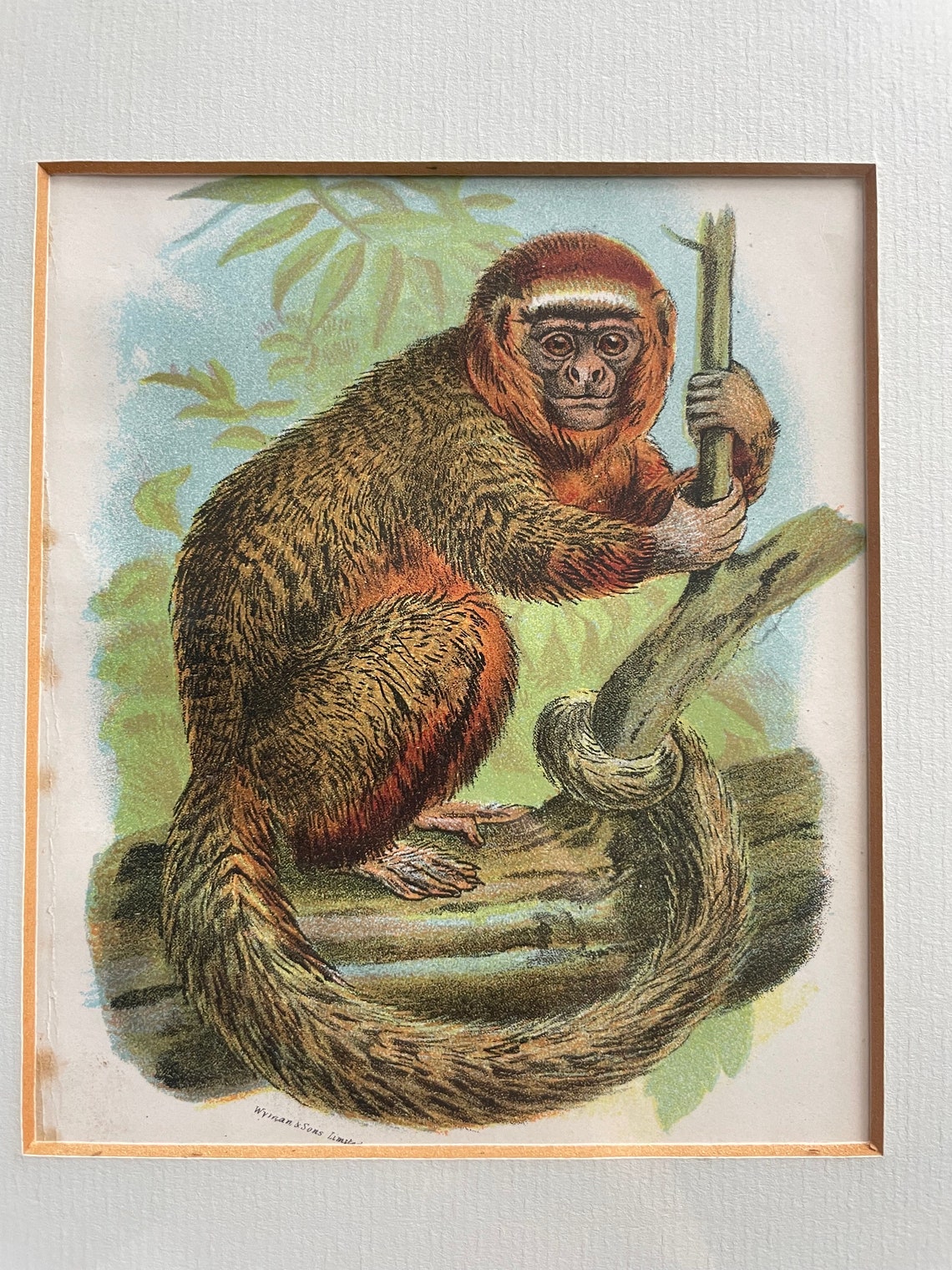 1897 Antique Monkey Print, the Red Titi Monkey, Victorian Primate ...