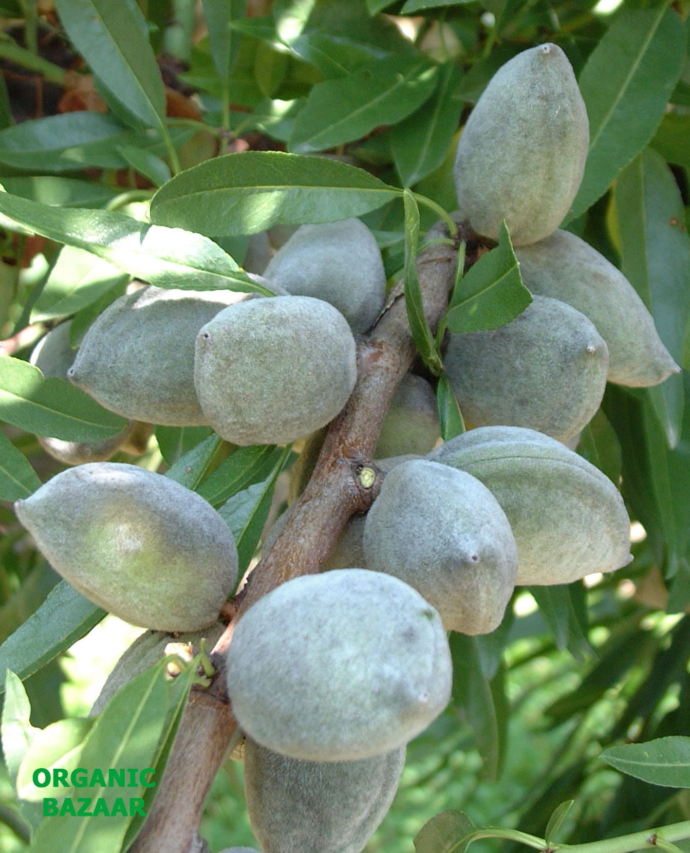 Almendras orgánicas-naturales tostadas-sin sal Almendra de - Etsy México