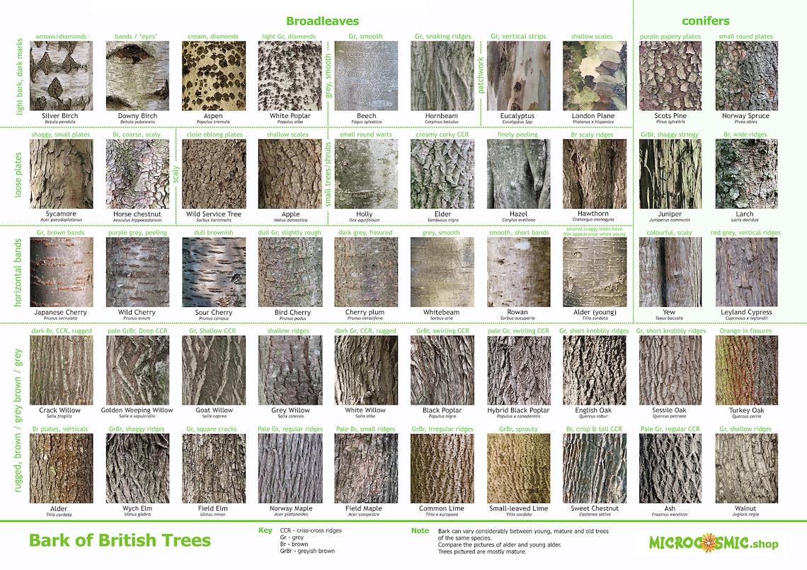 Bark of British Trees - Identification Poster - Download - Etsy