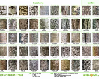 Leaves of British Trees - Identification Poster - Download - Etsy UK