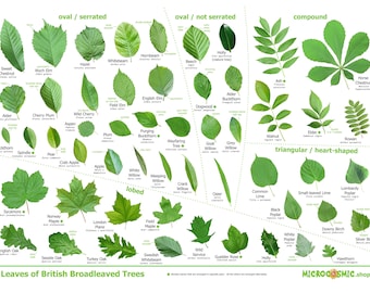Tree Bark Identification Poster - British Species - Etsy