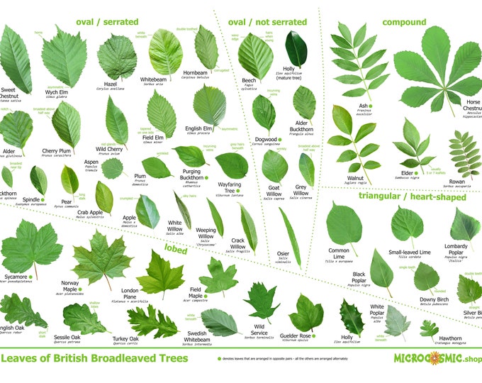 Leaves of North American Trees, Wall Art, Nature Print, Tree ...