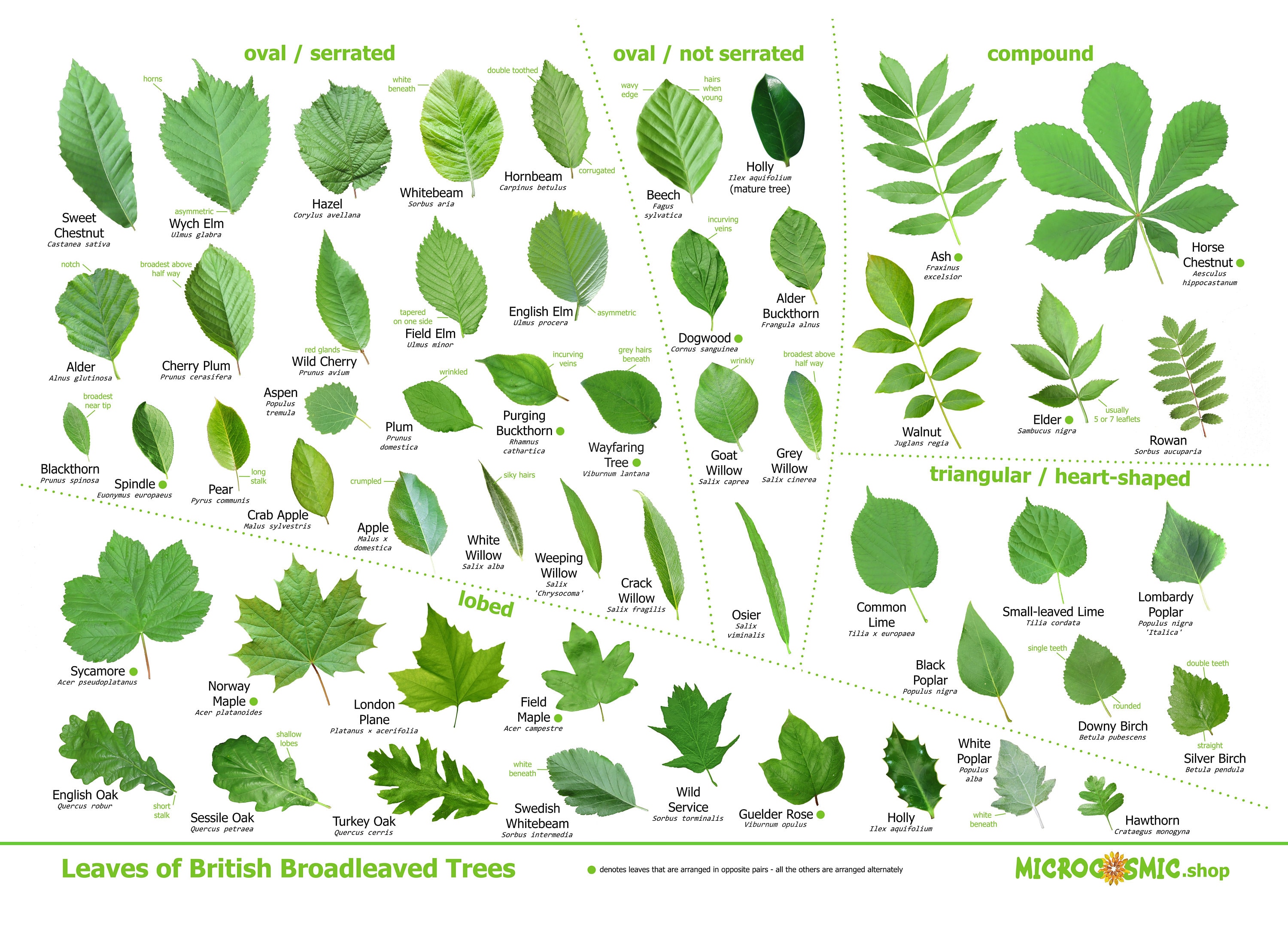 Tree Leaves Identification Poster British Species Etsy Tree Leaves Identification Poster British Species Etsy