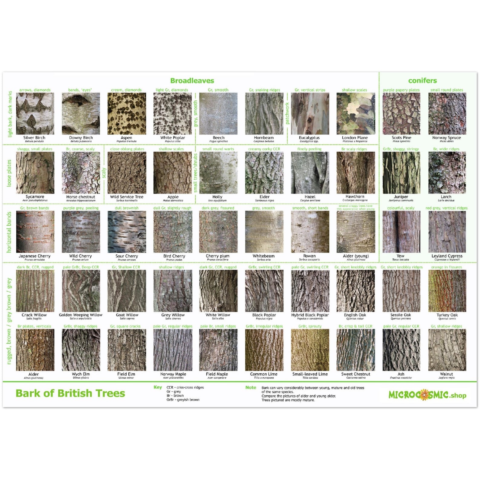 Tree Bark Identification Poster - British Species - Etsy
