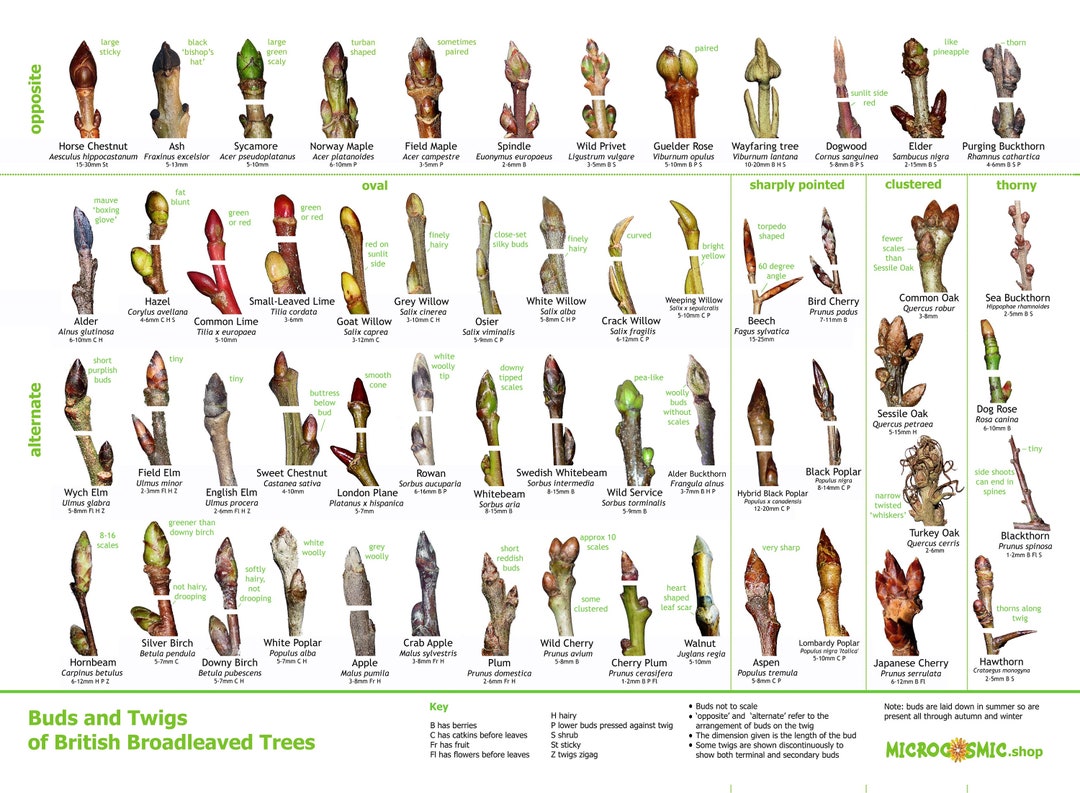 Tree Buds Identification Poster - British Species - Etsy
