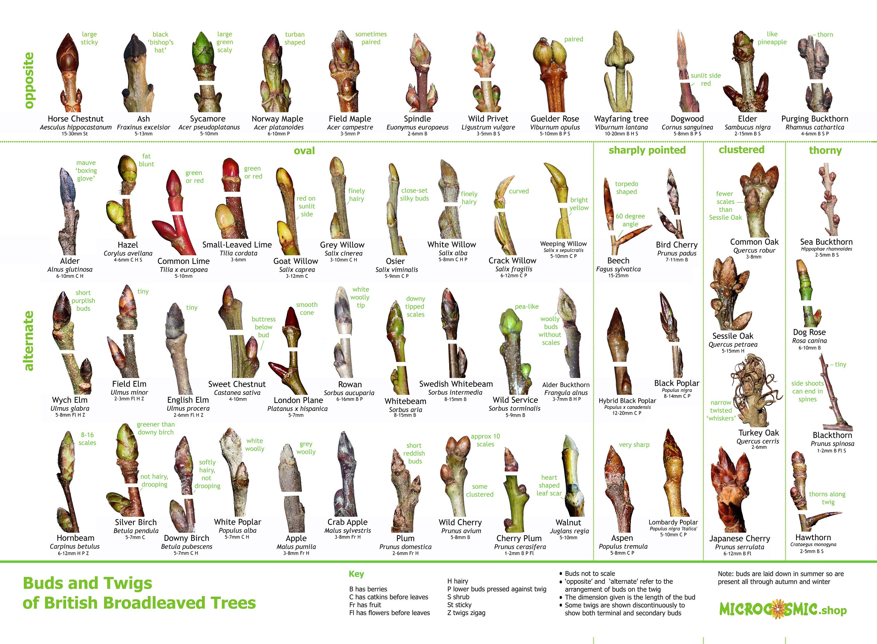 Tree Buds Identification Poster - British Species - Etsy