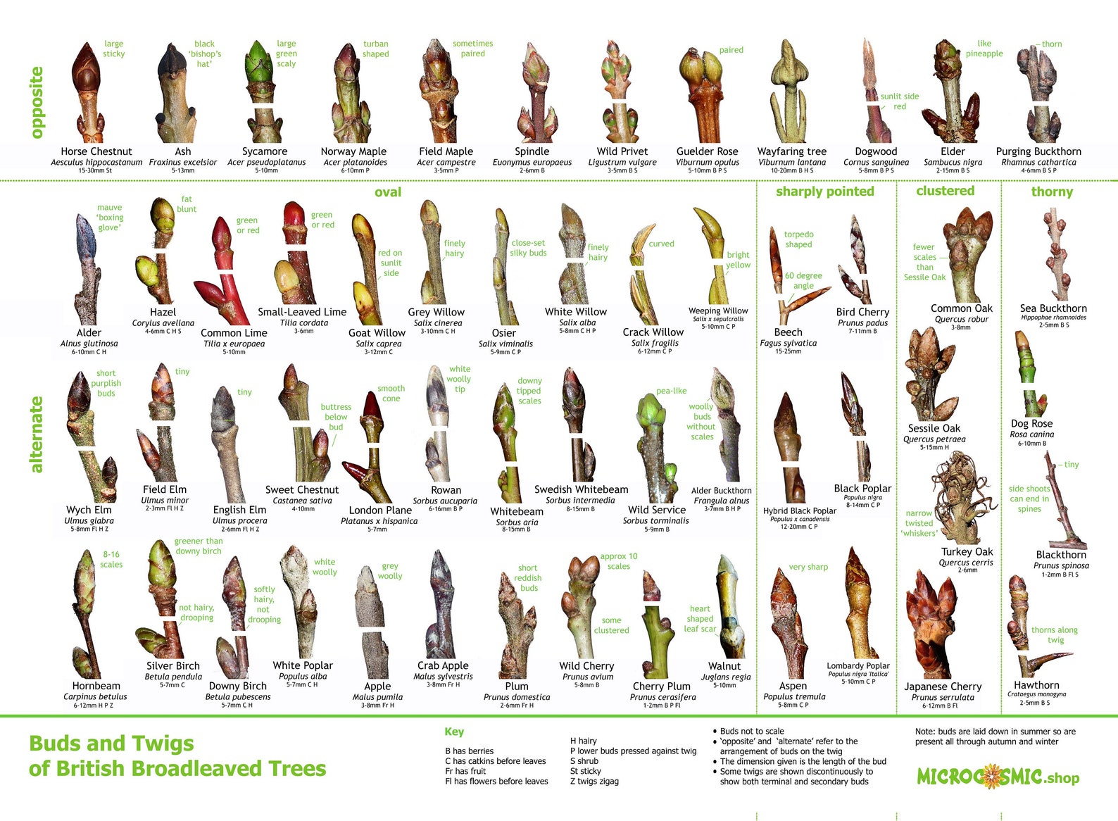 Buds of British Trees - Identification Poster - Download - Etsy