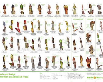 Leaves of British Trees - Identification Poster - Download - Etsy