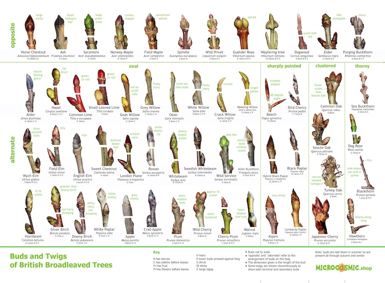 Buds of British Trees - Identification Poster - Download - Etsy