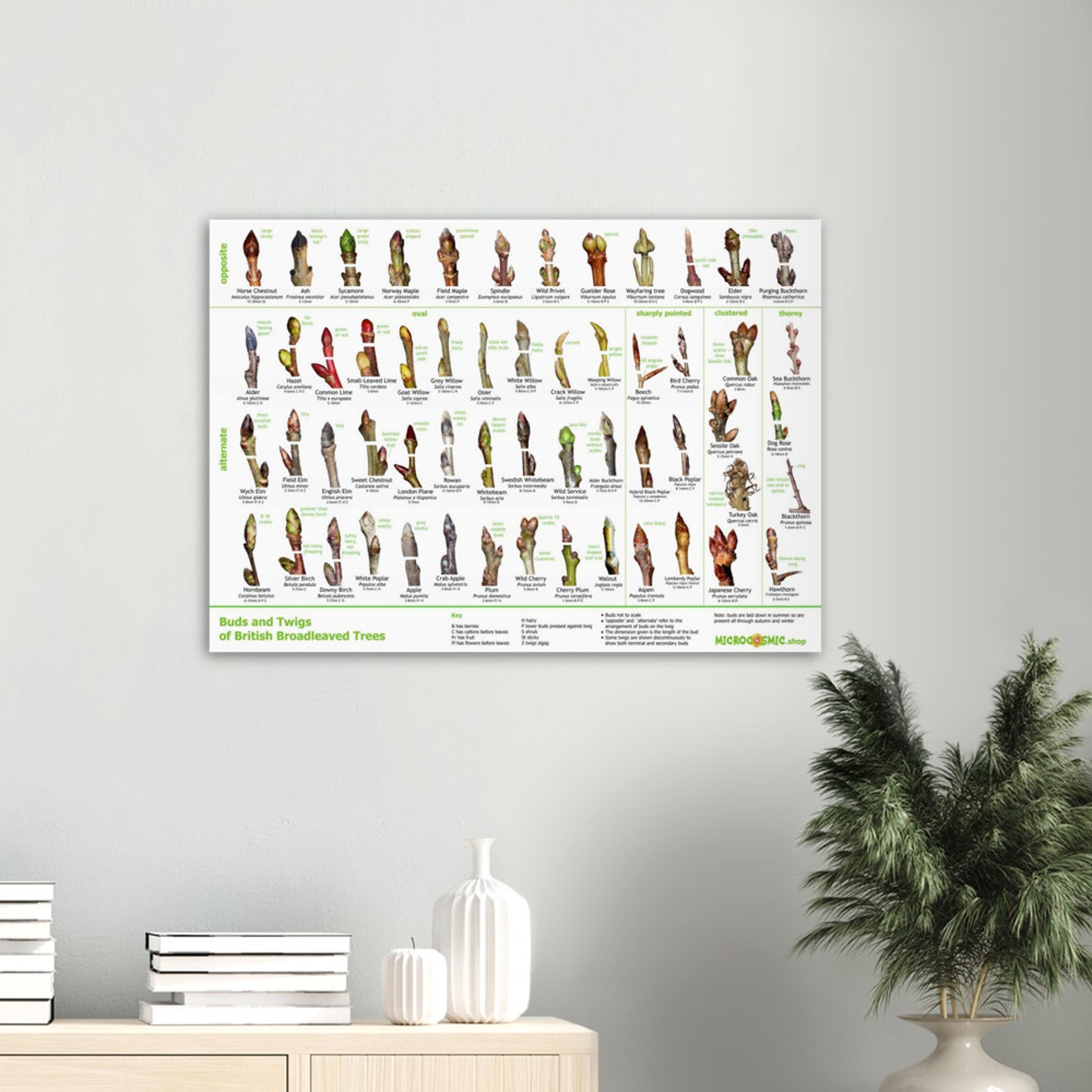 Tree Buds Identification Poster - British Species - Etsy