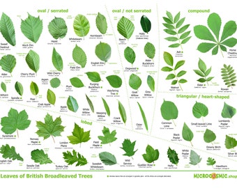 Lobed Leaves Identification