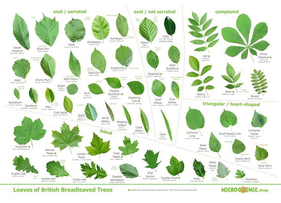 Diversi Tipi Di Foglie Di Alberi Con Nomi