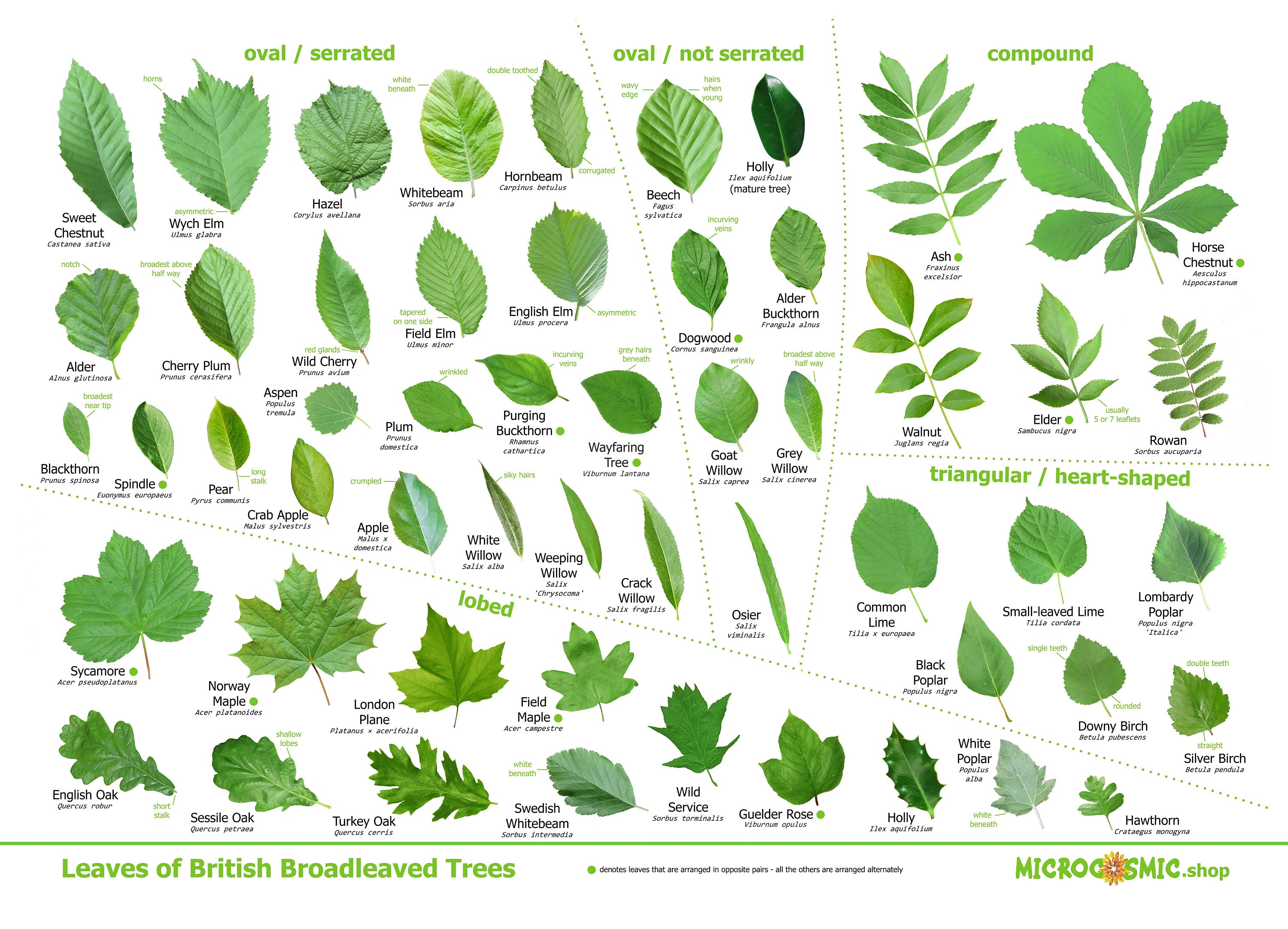 Leaves Of British Trees Identification Poster Download Etsy