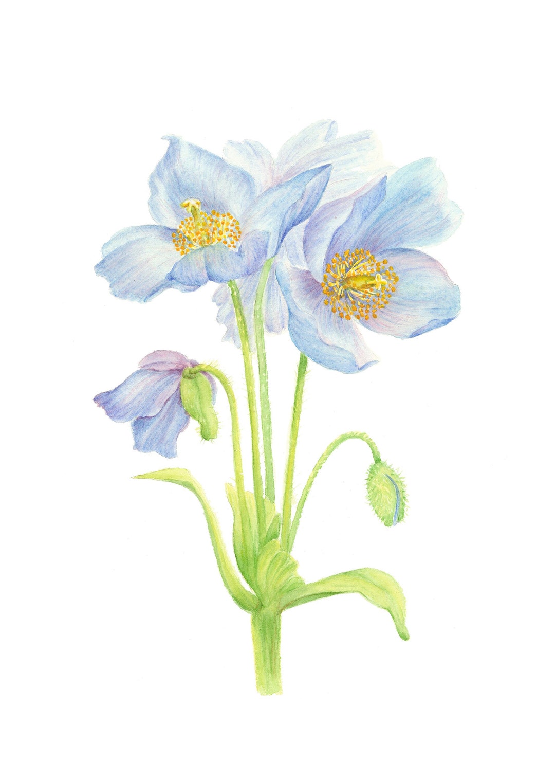 Blue Himalayan Poppies. Limited Edition Print of an Original ...