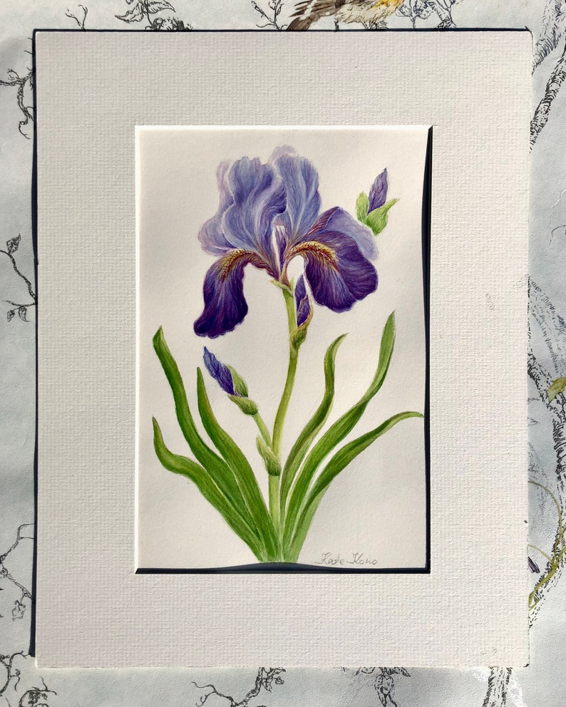 Purple Iris.limited Edition Print of Purple Iris Watercolour. Bright ...