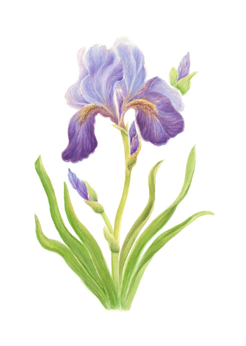 Purple Iris.limited Edition Print of Purple Iris Watercolour. Bright ...