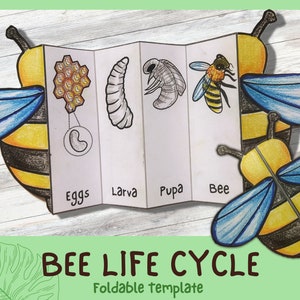 Foldable Bee Life Cycle Learning Activity for Kids A4 and 11x8.5 Inch ...