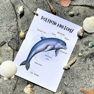 Dolphin Anatomy Poster for Kids, Nature Study, Science, Montessori ...