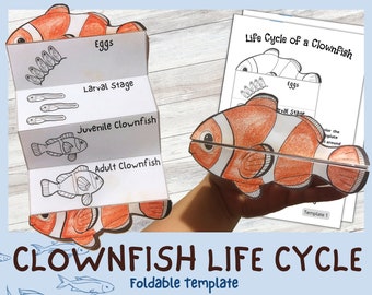Foldable Chicken Life Cycle Learning Activity for Kids A4 | Etsy