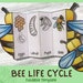 Foldable Bee Life Cycle Learning Activity for Kids A4 and | Etsy