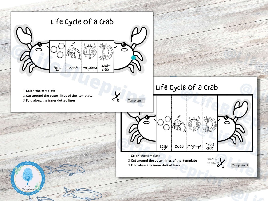 Crab Life Cycle Learning Activity for Kids A4 and 11x8.5 Inch Digital ...