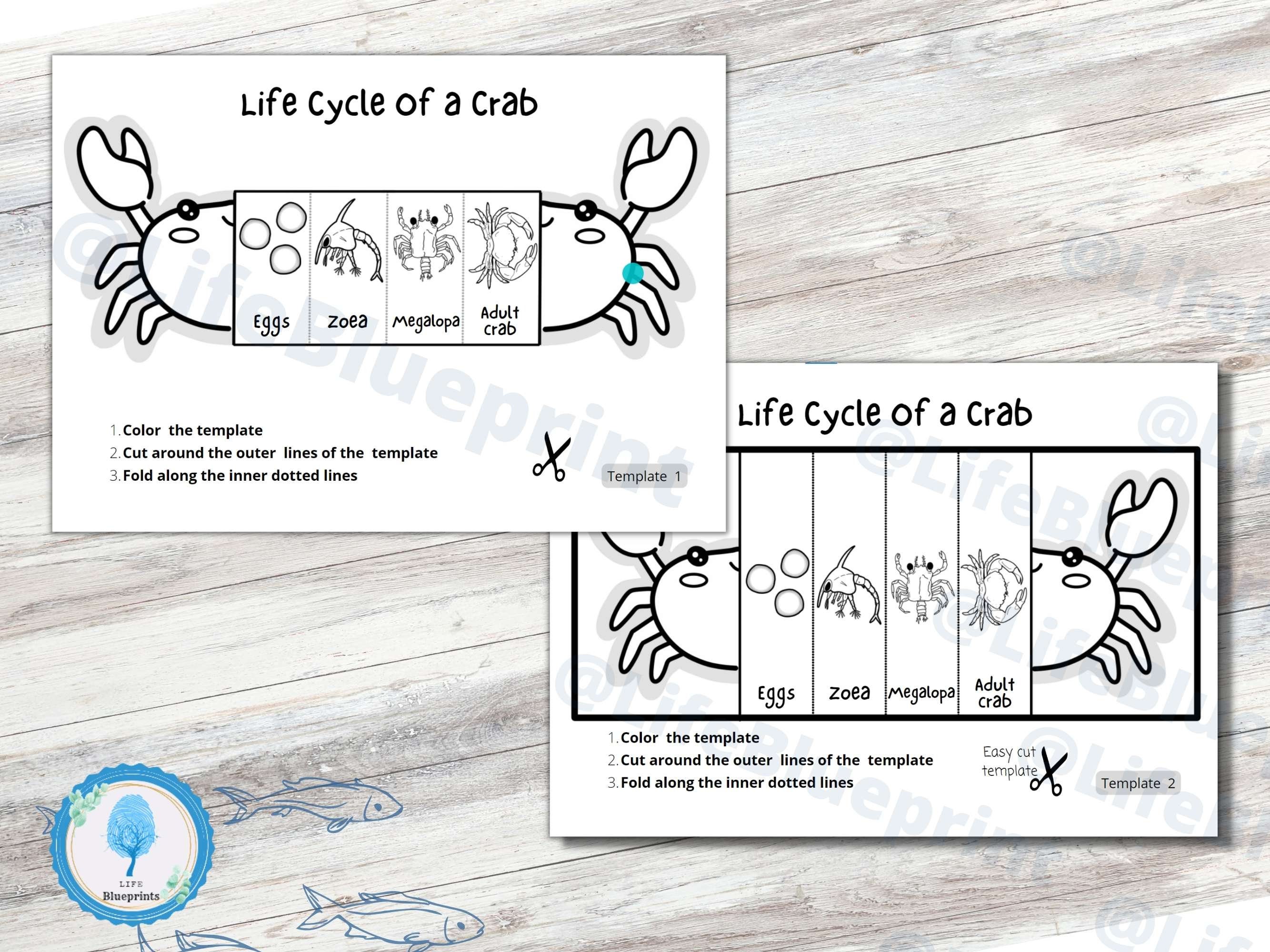 Crab Life Cycle Learning Activity for Kids A4 and 11x8.5 Inch Digital ...
