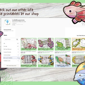 SPANISH Dolphin Life Cycle Learning Activity for Kids | A4 and 11x8.5 ...