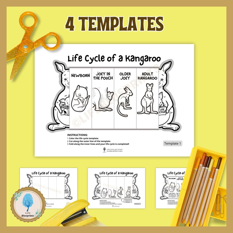 Kangaroo Life Cycle Activity for Kids | Foldable Craft | Australian ...