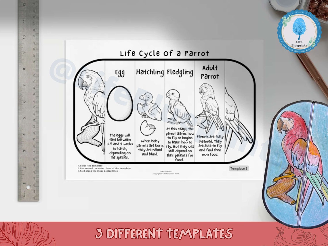 Foldable Parrot Life Cycle Learning Activity for Kids | A4 and 11x8.5 ...