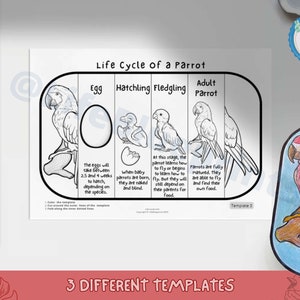 Foldable Parrot Life Cycle Learning Activity for Kids | A4 and 11x8.5 ...