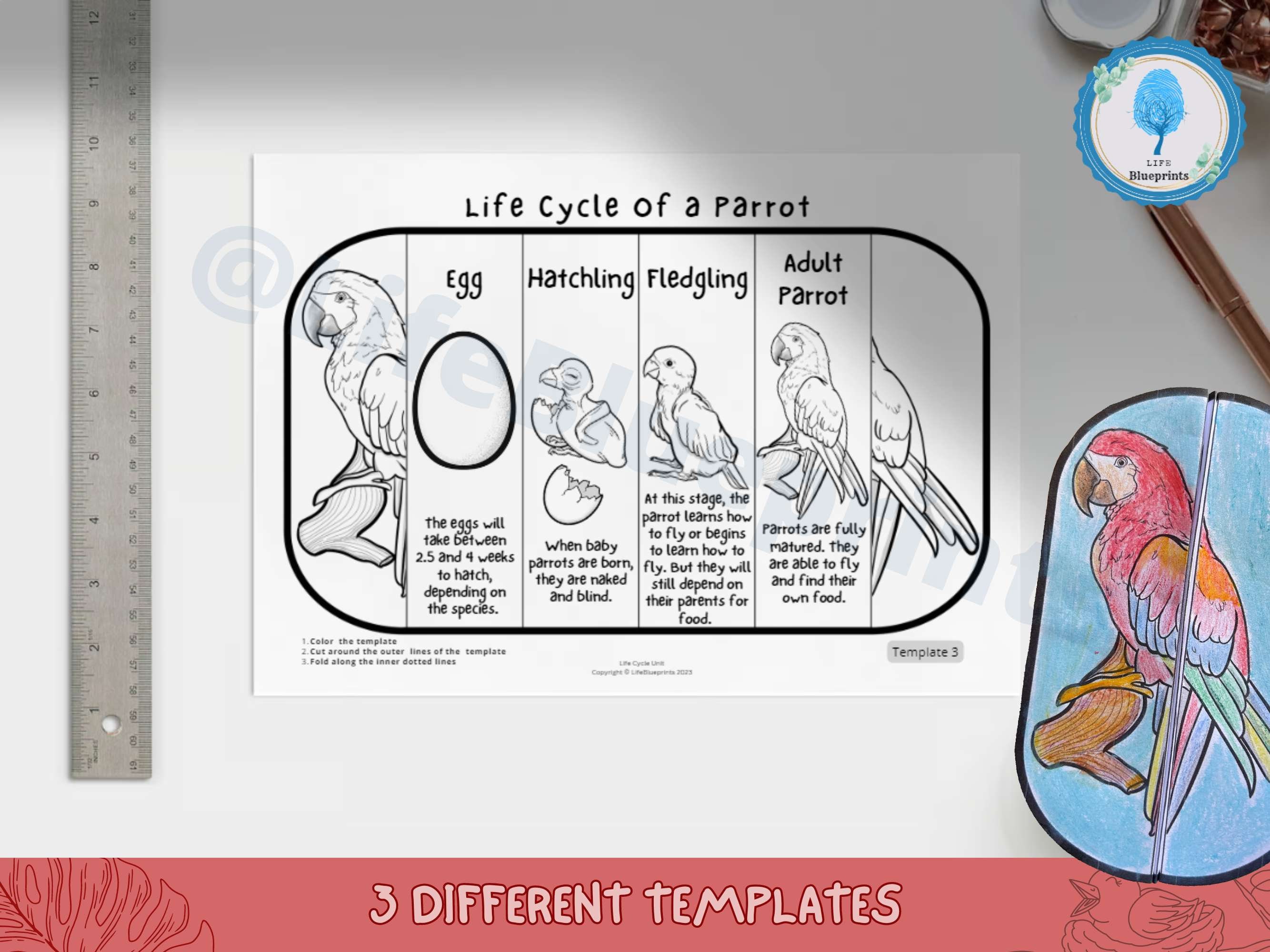 Foldable Parrot Life Cycle Learning Activity for Kids A4 and 11x8.5 ...