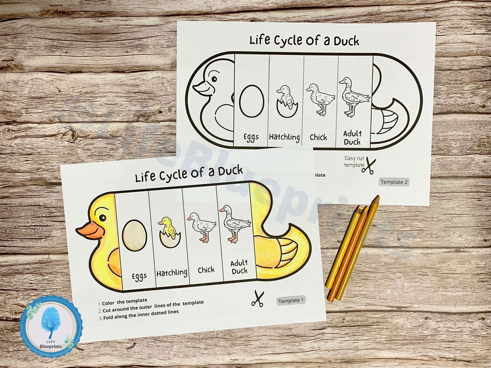 Foldable Duck Life Cycle Learning Activity for Kids | A4 and 11x8.5 ...