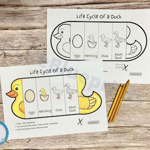 Foldable Duck Life Cycle Learning Activity for Kids | A4 and 11x8.5 ...