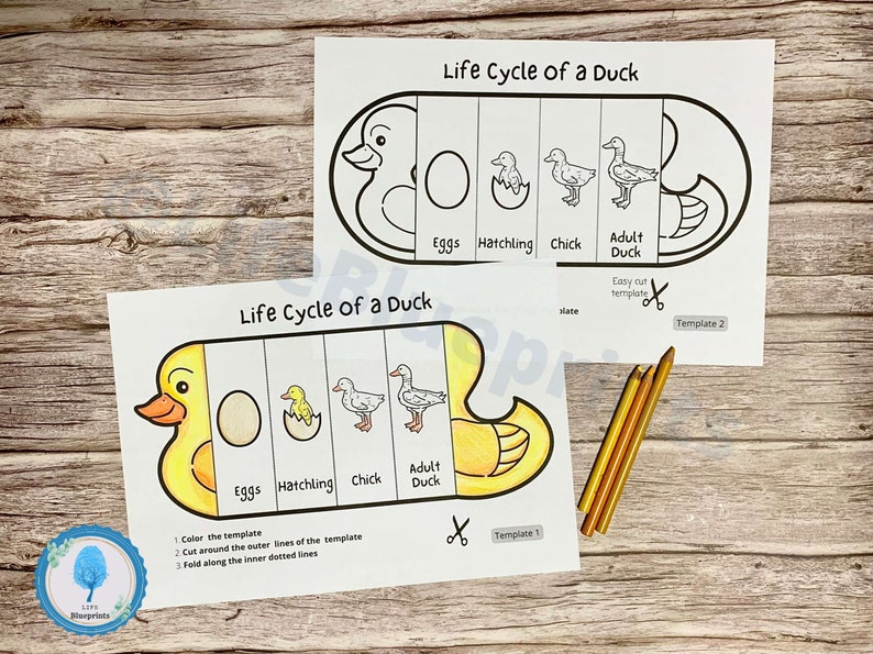 Foldable Duck Life Cycle Learning Activity for Kids | A4 and 11x8.5 ...