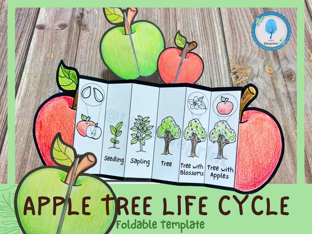 Foldable Apple Life Cycle Learning Activity for Kids | A4 and 11x8.5 ...