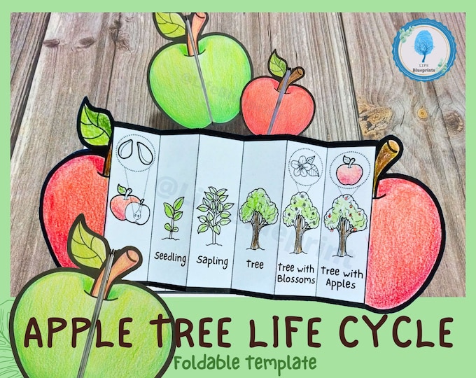 Ciclo de vida de una planta de tomate manualidad plegable para niños ...